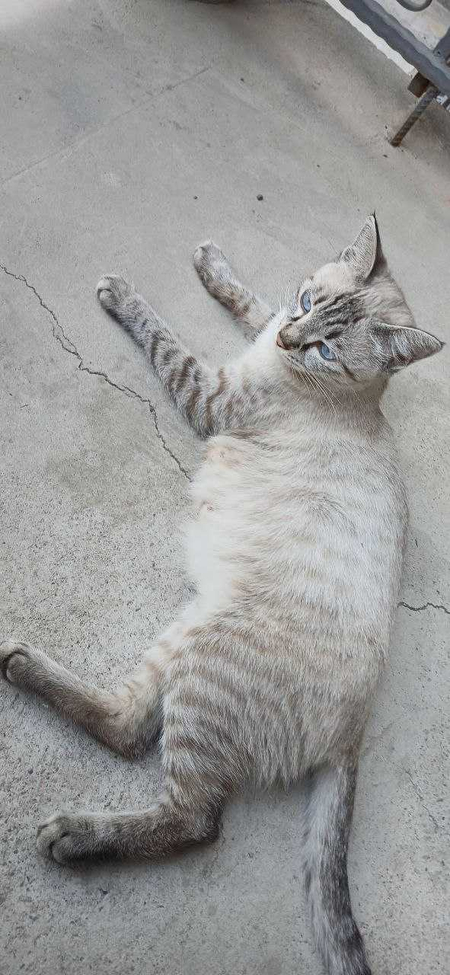 Котята породистые