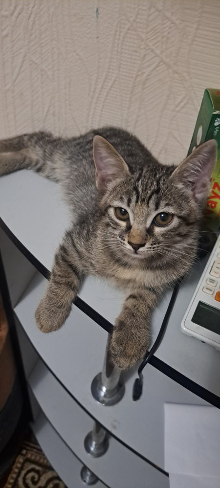 Отдам даром котенка
