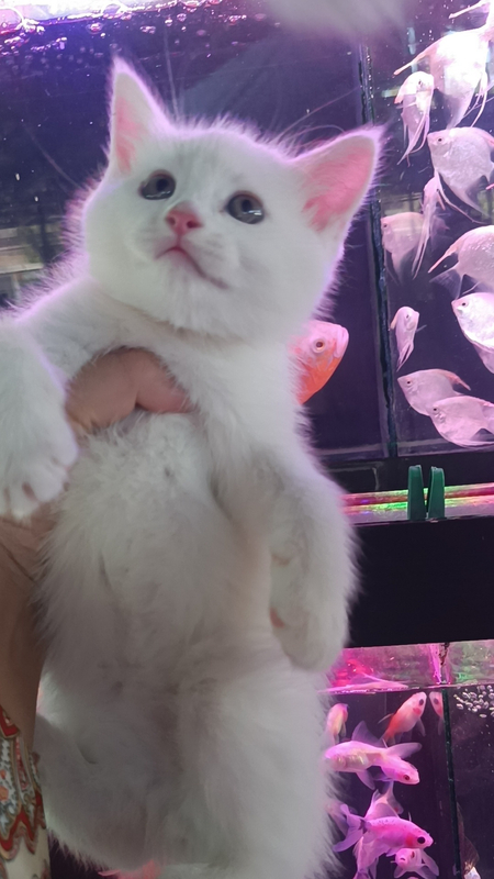 Скотш страйт катята