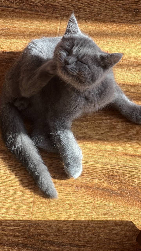 Котенок, мушук, кошки