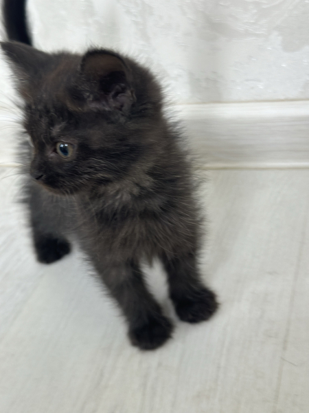 Котят Отдам Даром