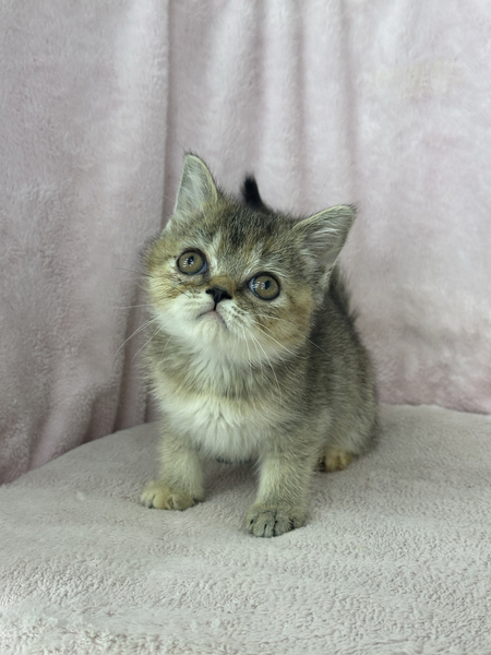 Скоттиш страйт котята