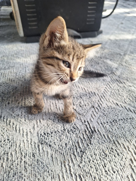 Котятам нужен дом