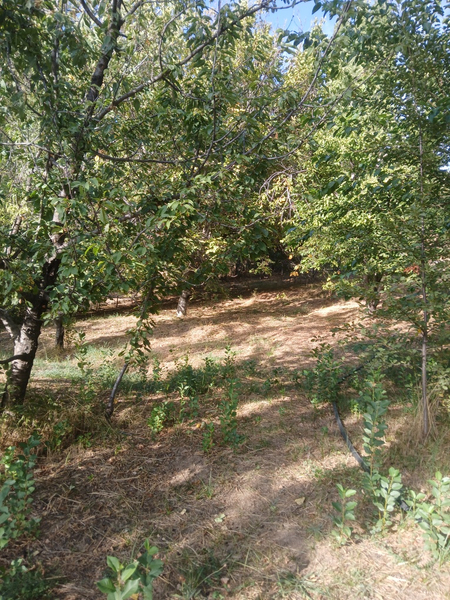 Dacha quriw uchun yer sotiladi 6 sotox
