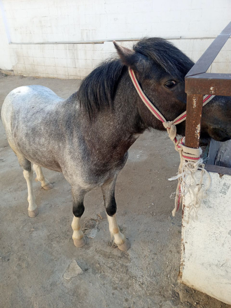 Ot poni yoshi 5yosh