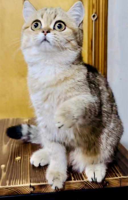 Золотая шиншилла.Девочка.