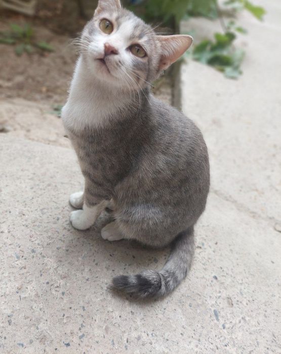 Отдам котёнка в хорошие руки домашние