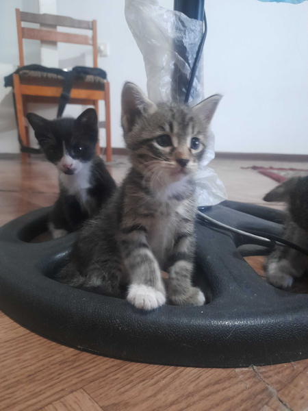 Котята ищут доброго хозяина