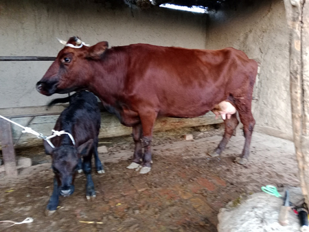 Ona bola sigir sotiladi yeb ichishi zoʻr parodali 2chi qorin