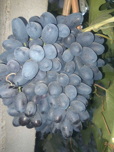 Uzum nihol 2 yillik  gigan (so‘g‘diyona), qora kishmish