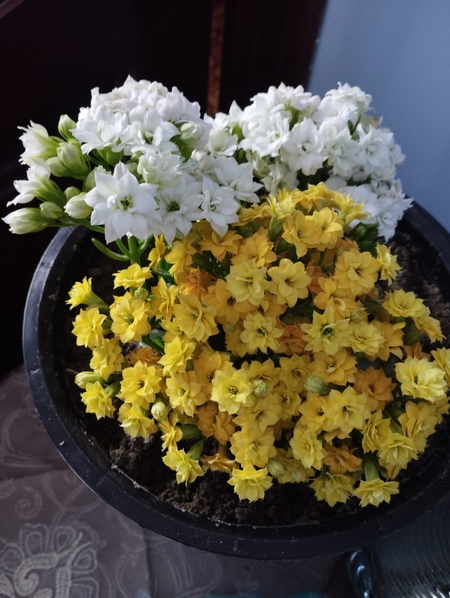 Продается Каланхое блоссфельда
