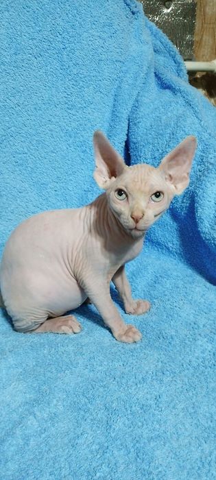 Срочно продаются котята
