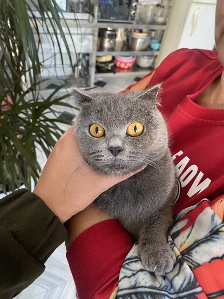 Вислоухие котята
