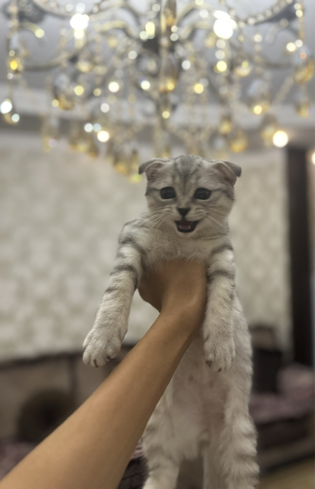 котенок вислоухий