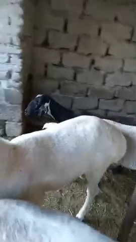 Qazoqi Qo'ylar sotiladi
