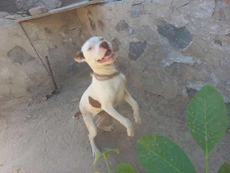 pitbulcha sotiladi