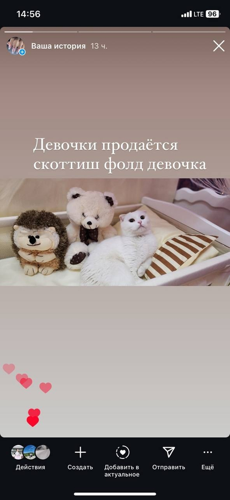 Продаётся котята!!!
Порода скоттиш фолд и скоттиш страйт.
Для связи 91