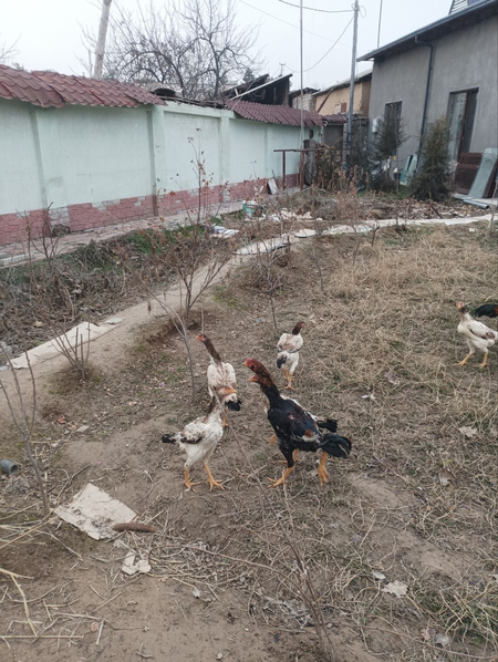 Дакан ху́роз товуқлари Домашние куры петух