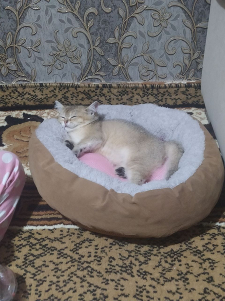 Золотая шиншилла сотилади