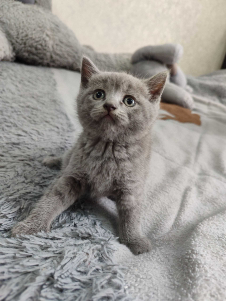 Продается котенок скоттиш страйт