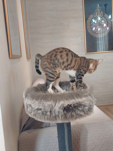 Котёнок мальчик. Привит,  имеет паспорт