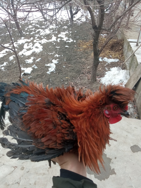 Yapon xōroz va yapon tovuq chapa qanot zotiga mansub