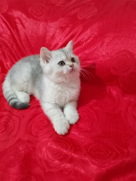 Мушук зотдор Британский котик
