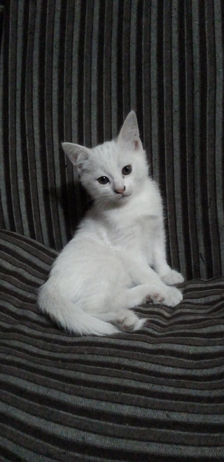Котенок беленький