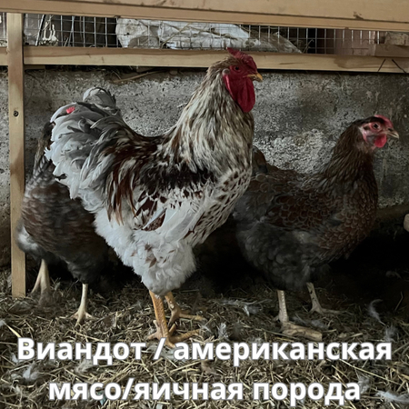 Яйца на инкубацию/циплята! Inkubatsiya uchun tuhum!