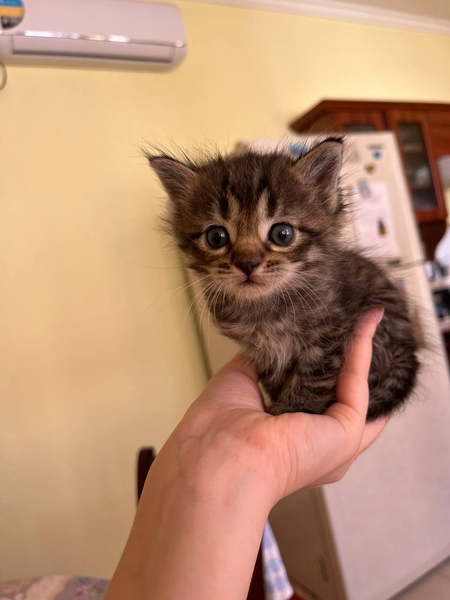 Отдам котят в добрые руки
