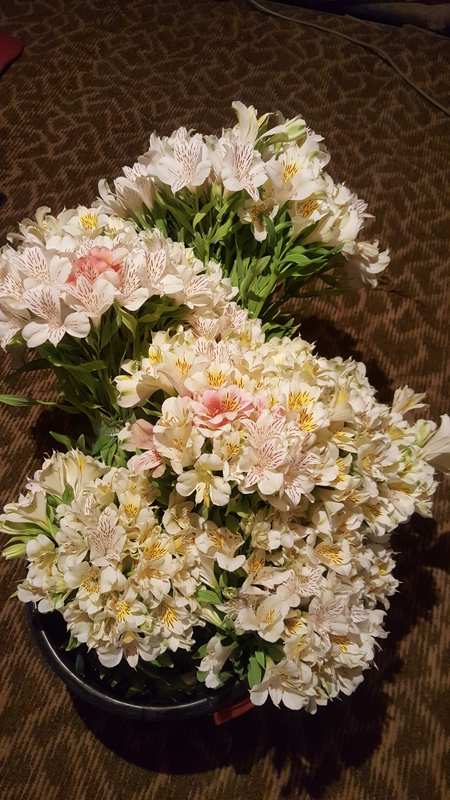 Продаётся саженцы астромерия