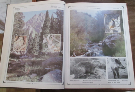 The wild nature of Turkestan. The book. V. A. Moiseev. Tashkent,1994