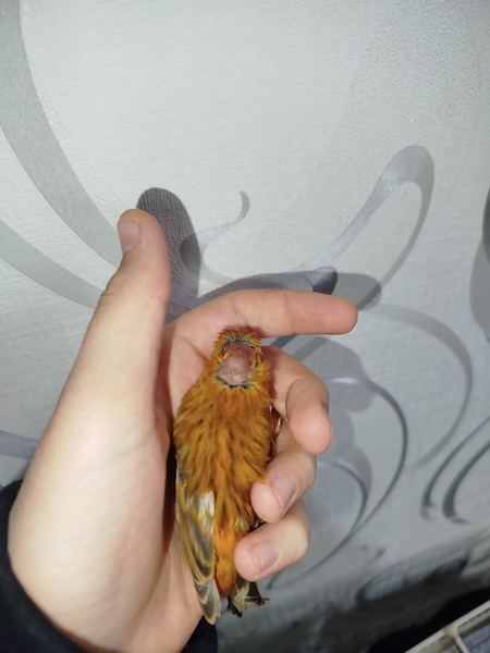 Канарейка самка мода