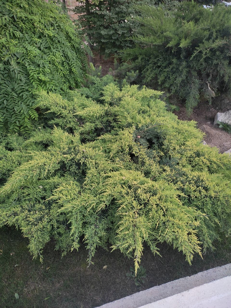 ландшафт дизайн килиб берамиз