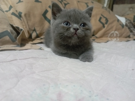 Продаётся котёнок