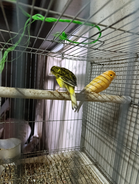 Konareka para SOTILADI