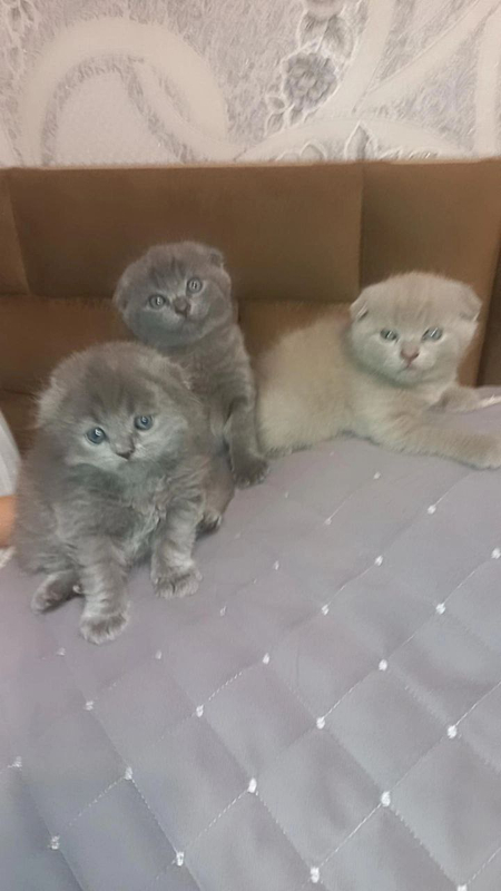 Продам котят фолды