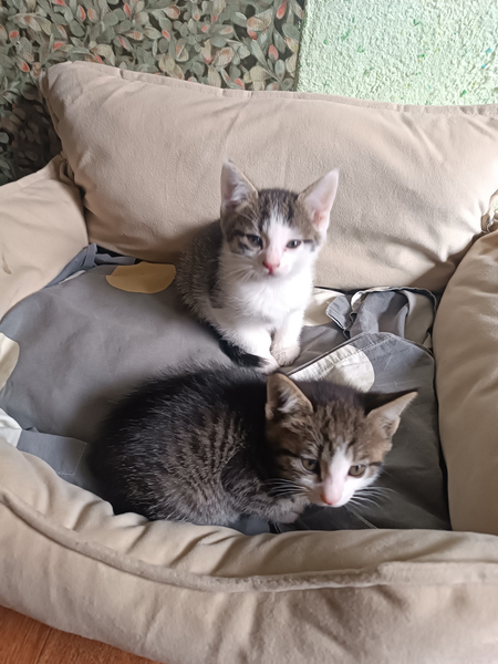 Отдам в хорошие руки котят.