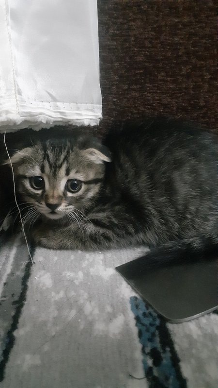 Продаются котята вислоухий мальчик, вторая девочка.родились 5 октября.
