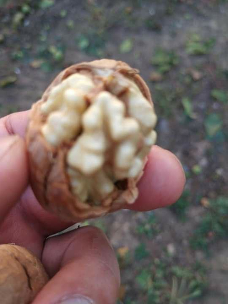 Mevali kuchatlar kafolati bilan