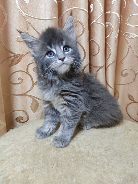 Мейн Кун девочка