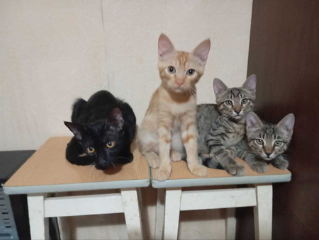 Котята в добрые руки. Смотрите фото.