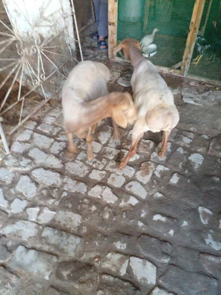 Зотли казоки кочкорлар