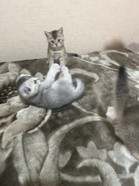 Продаються Британские котята