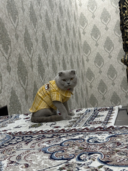 Шотландский вислоухий