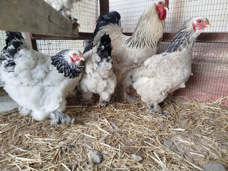 Brama xöroz tovuğla tez va arzon sotiladi