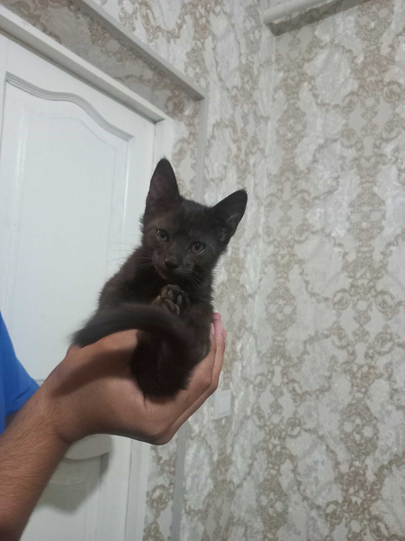 Отдадим котенка в хорошие руки