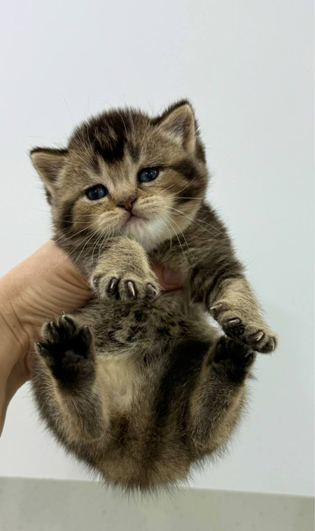 Британские котята