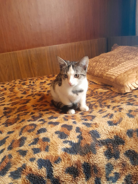 Отдам котёнка в добрый руки