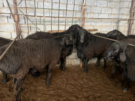 Qurbonlik qoʻylari